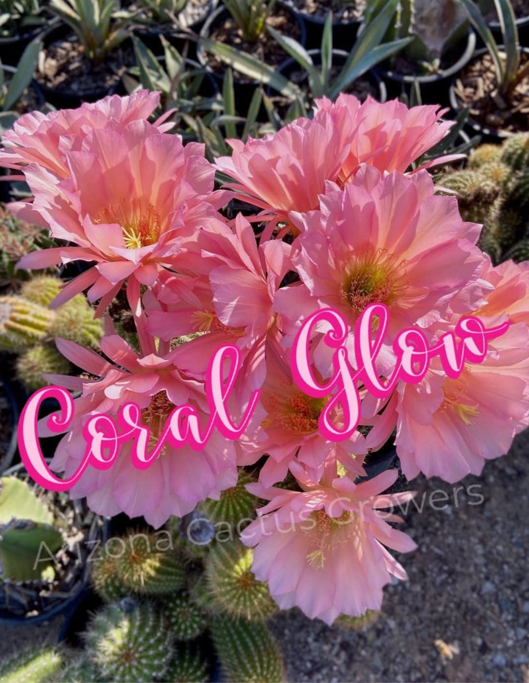 Trichocereus Coral Glow Cactus: Salmon Pink Flower, Hardy Live Plant - Etsy
