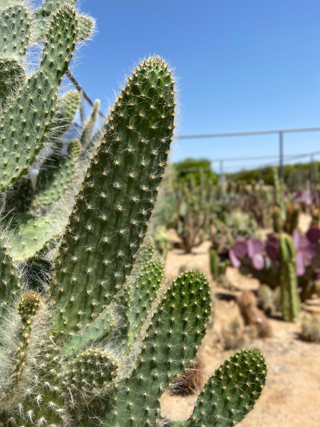 Opuntia Erinacea Ursine (fuzzy Hair Snow Cactus) Prickly Pear Cutting ...