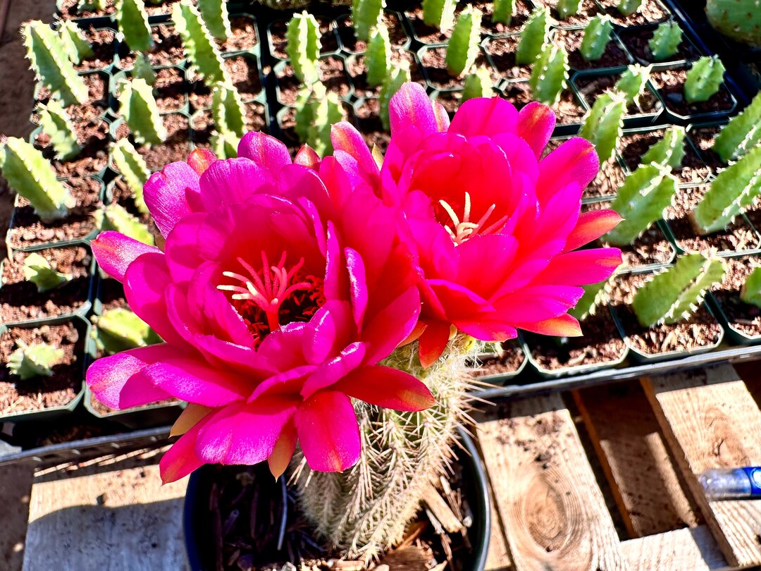 Trichocereus X Hybrid (EPIC) Electric Fuchsia Purple Flowers Cactus ...
