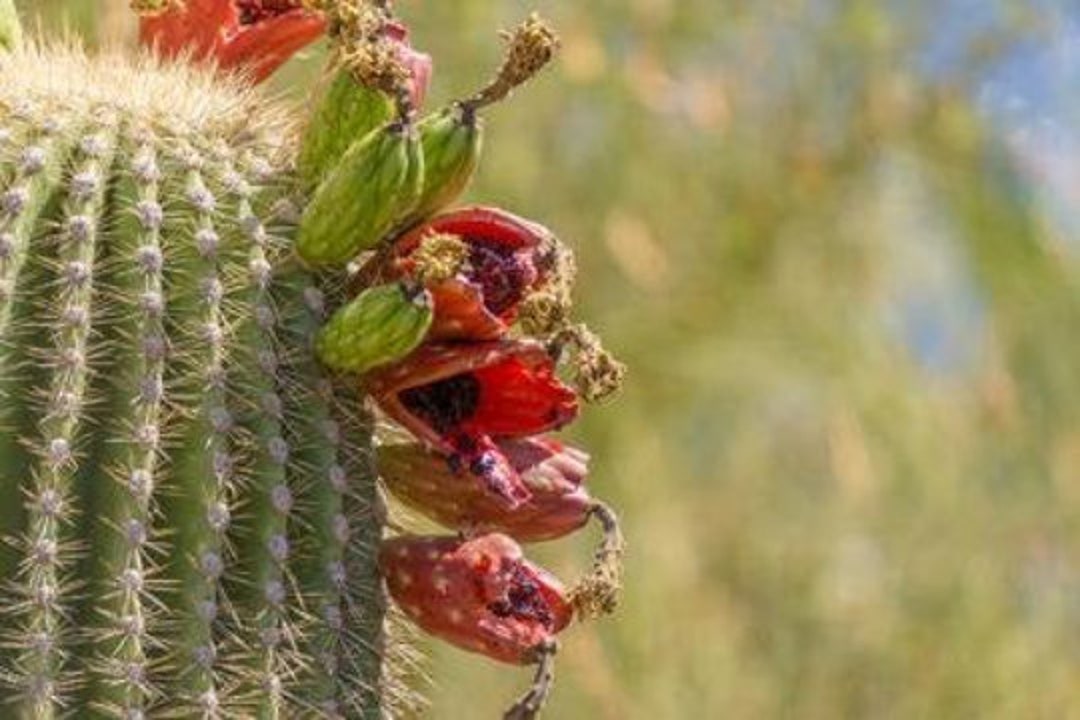 Giant Arizona Saguaro seeds Carnegiea Gigantea Cactus Summer Monsoon ...