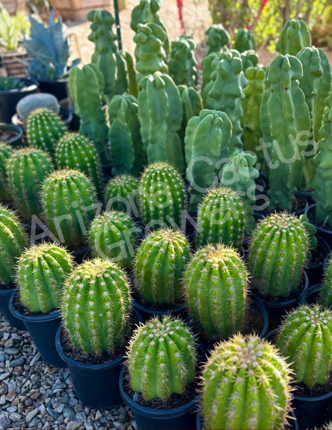 Echinopsis Candicans argentine Giant XXL Live Cactus Plant Rooted ...