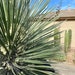 Soaptree Yucca yucca Elata Live Plant Cold Hardy Silvery Filament ...