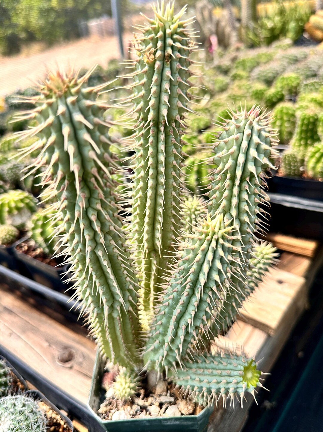 Hoodia Gordonii african Bushman Hat Living Sculpture Full of Flair ...