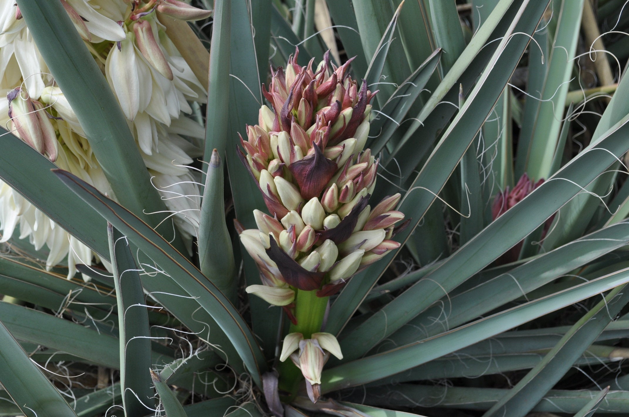 Yucca Plant Flower