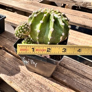 Echinopsis Hybrid Cactus: Gilly's Favorite, Salmon Pink Magenta Stripe ...