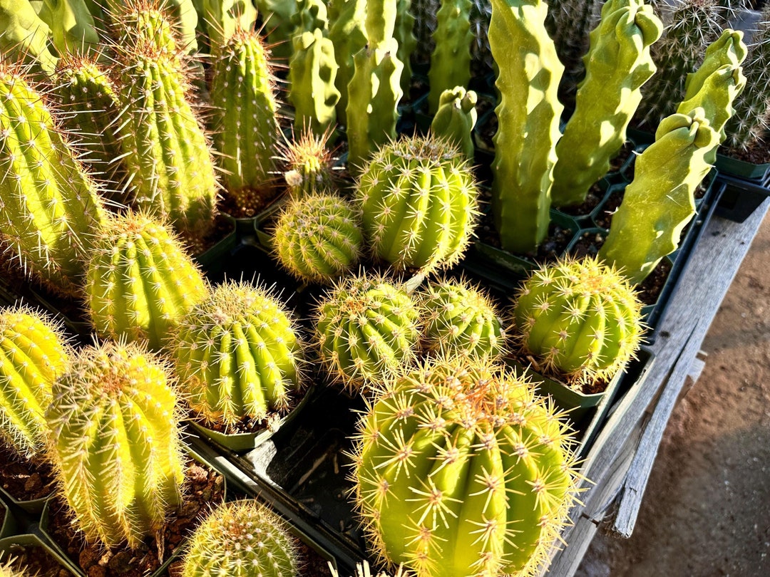 Echinopsis Candicans (argentine Giant) XXL Live Cactus Plant Rooted ...