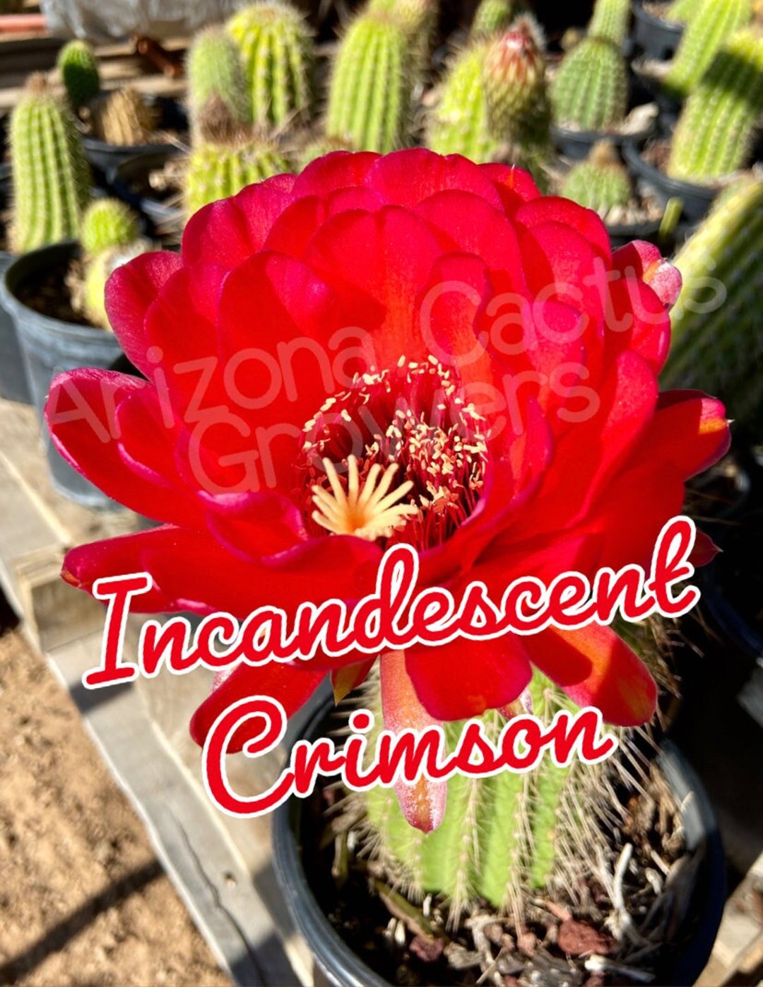 Trichocereus X "incandescent Crimson" Mark Dimmitt Hybrid FLOWER Live ...
