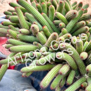 Peach Monarch Cactus (hildewintera Hybrid) – Trailing Clumper With Soft ...
