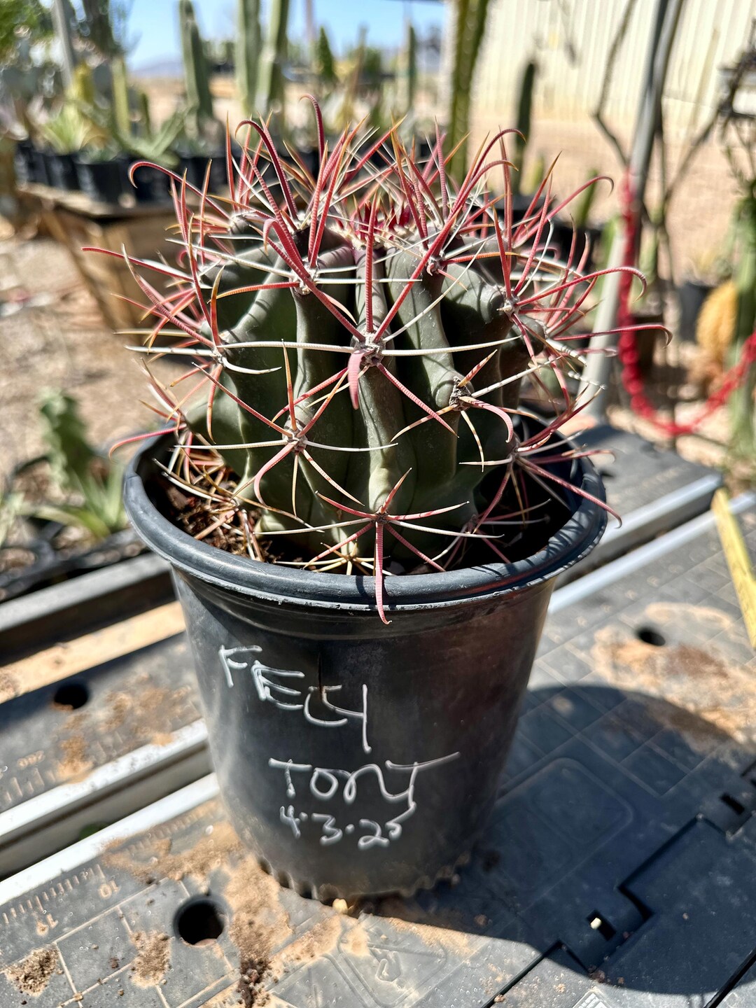 Ferocactus Cylindraceus Var. Tortulispinus (california Barrel) Barrel ...