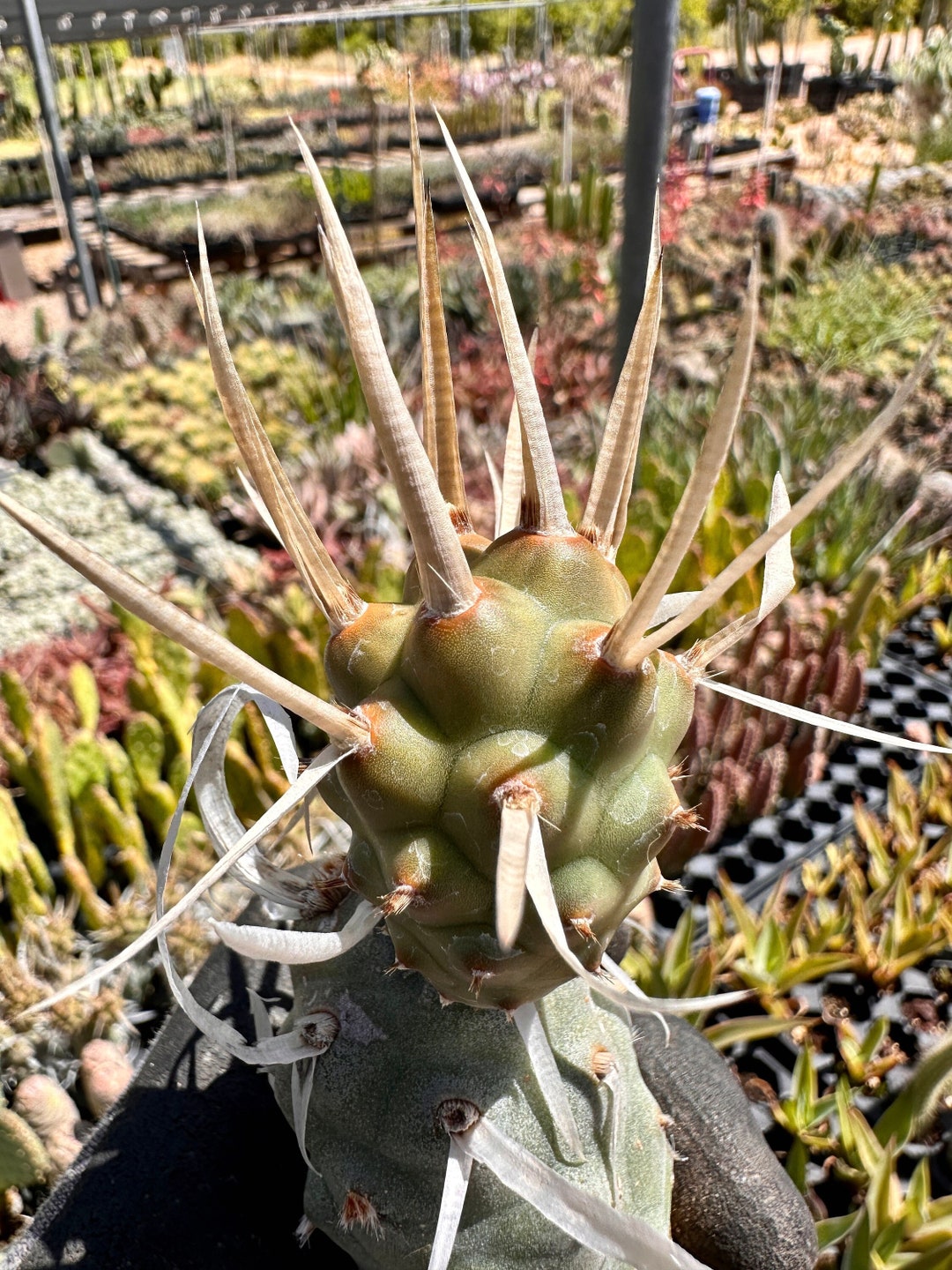 Tephrocactus Articulatus Papyracanthus (paper Spine Cactus) Knobby ...