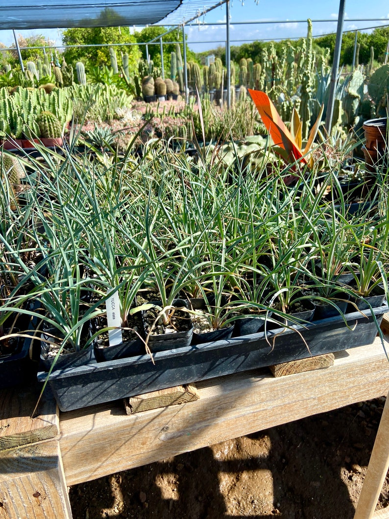 Soaptree Yucca (yucca Elata) Live Plant: Cold Hardy Desert Accent - Etsy