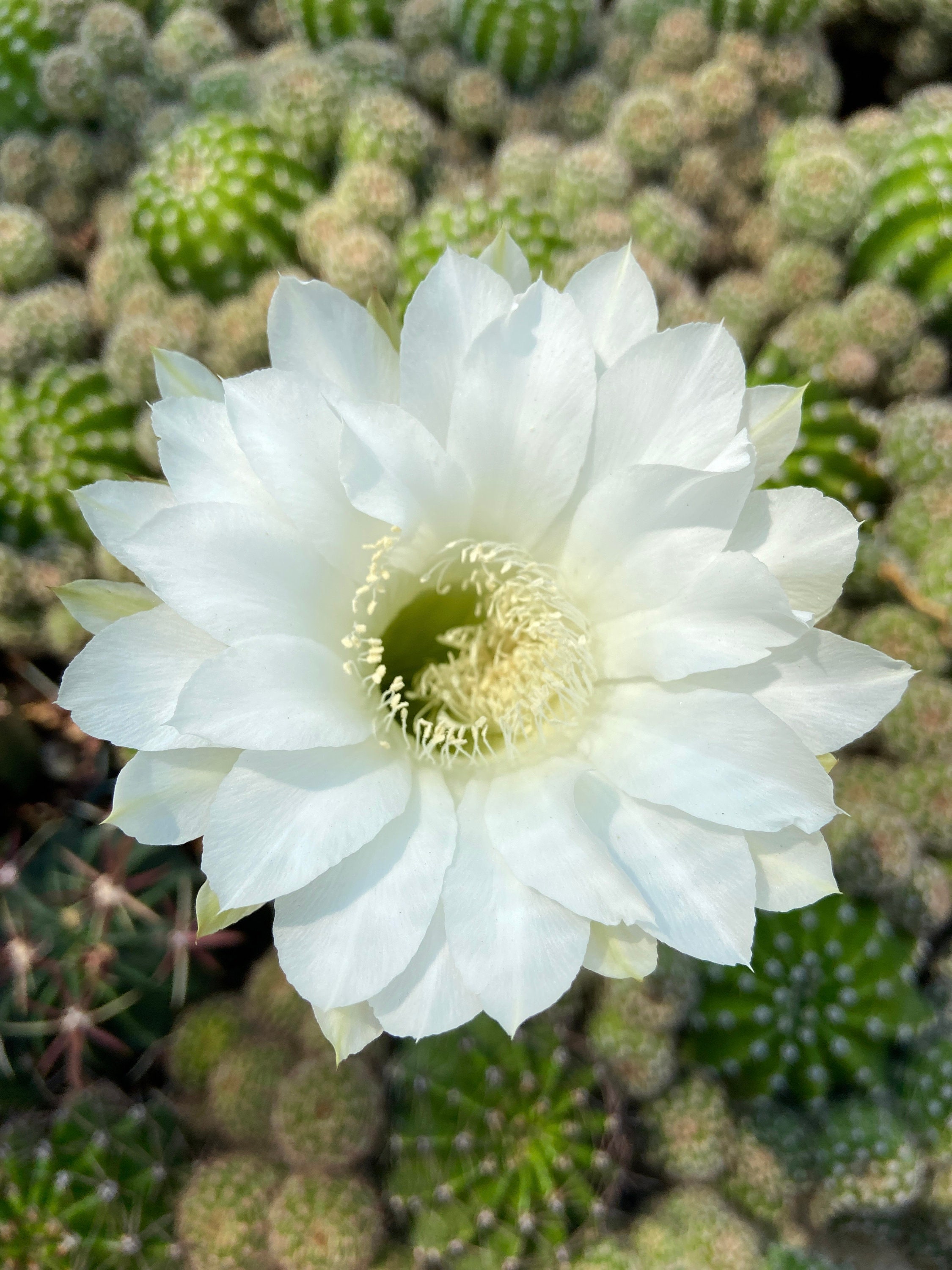 Echinopsis snow White Fully Rooted Easter Lily Cactus Live - Etsy