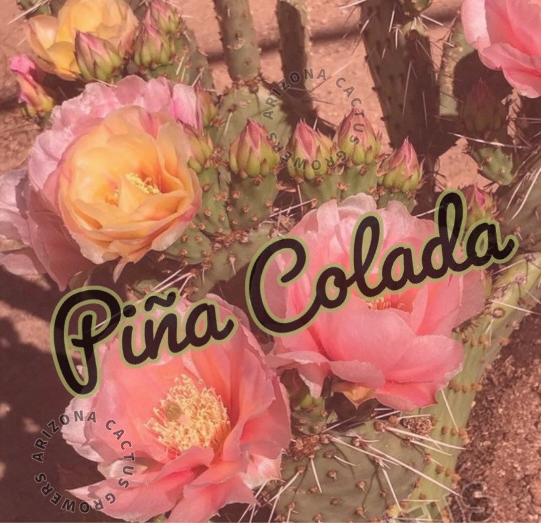 Opuntia piña Colada Prickly Pear 20 Degrees Cold Hardy Pink Yellow Red ...