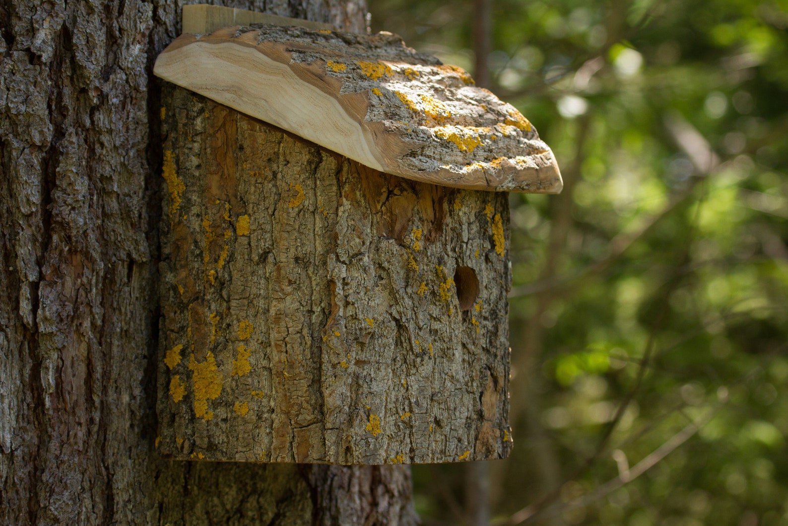Real Bark Bird Box. Real Tree Bird Box Made From Reclaimed | Etsy