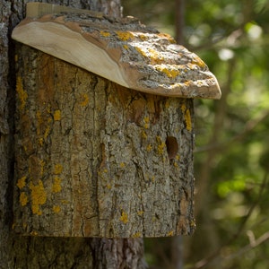 Real Bark Bird Box. Real Tree Bird Box Made From Reclaimed Wood. Eco ...