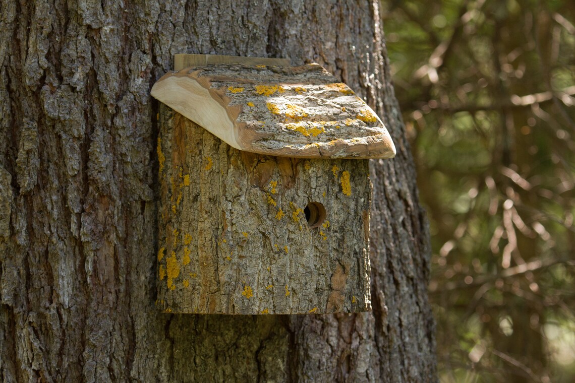 Real Bark Bird Box. Real Tree Bird Box Made From Reclaimed | Etsy
