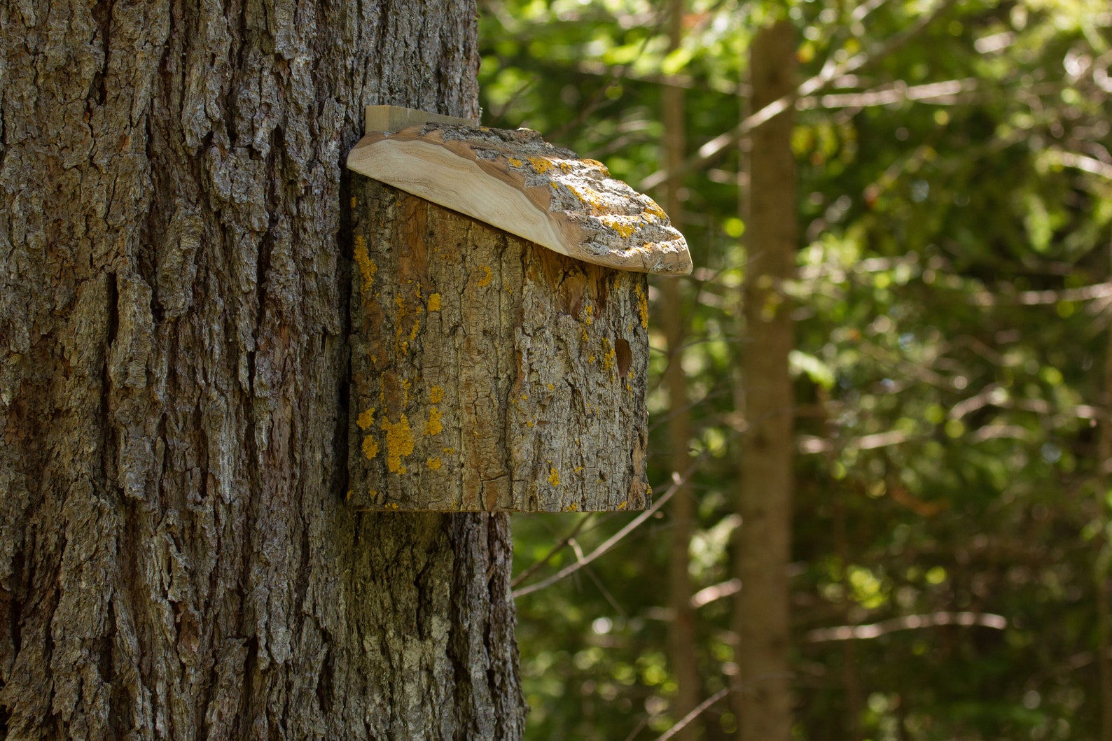 Real Bark Bird Box. Real Tree Bird Box Made From Reclaimed | Etsy