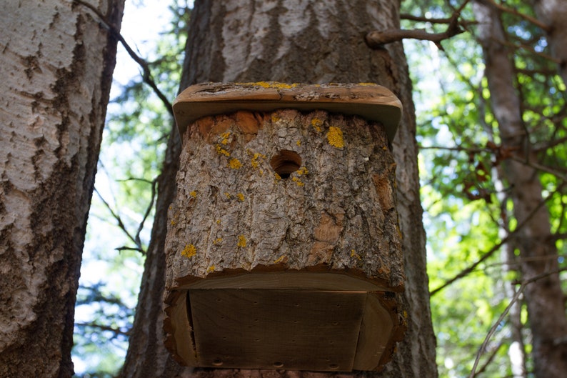 Real Bark Bird Box. Real Tree Bird Box Made From Reclaimed - Etsy