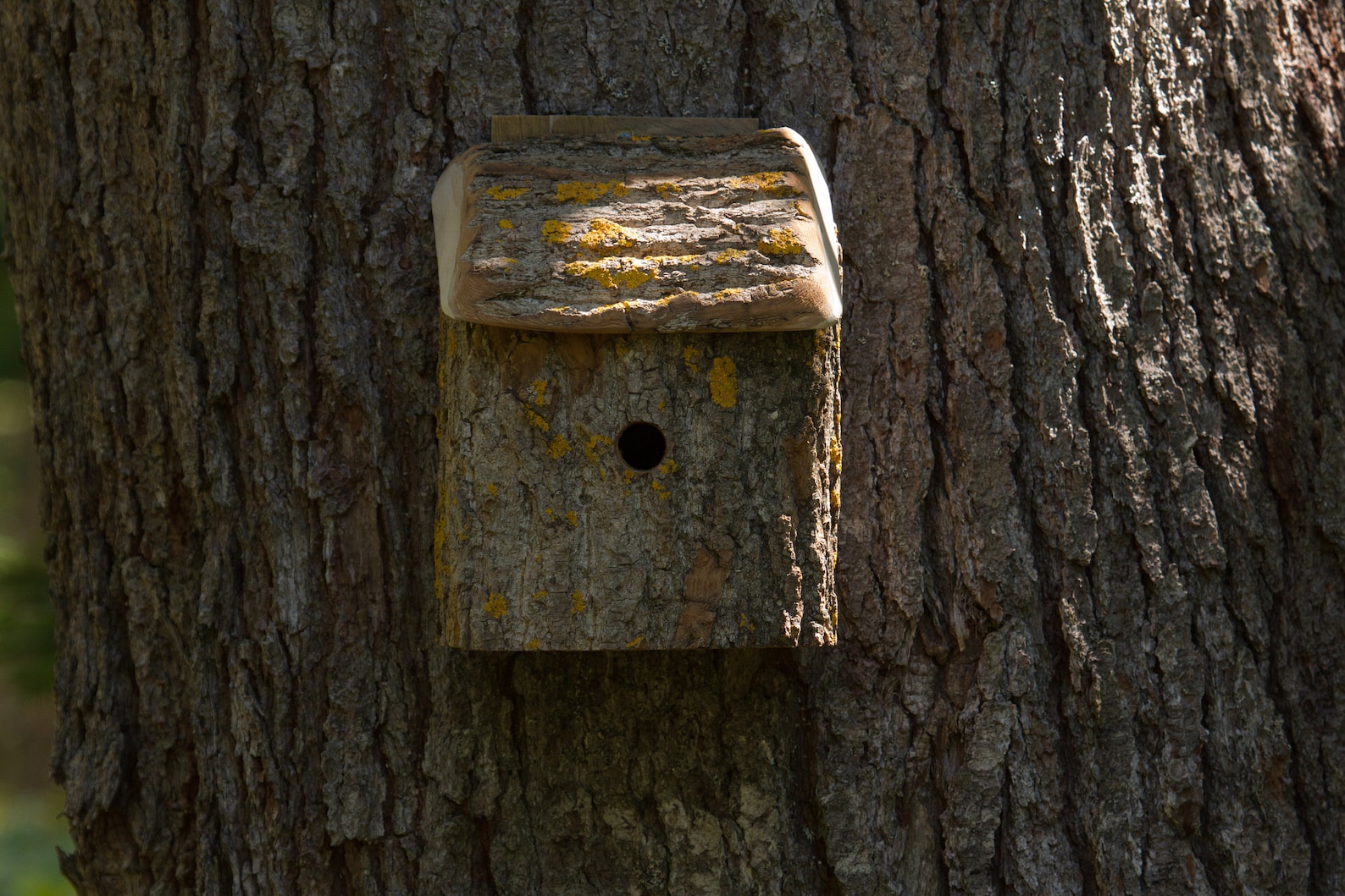 Real Bark Bird Box. Real Tree Bird Box Made From Reclaimed | Etsy