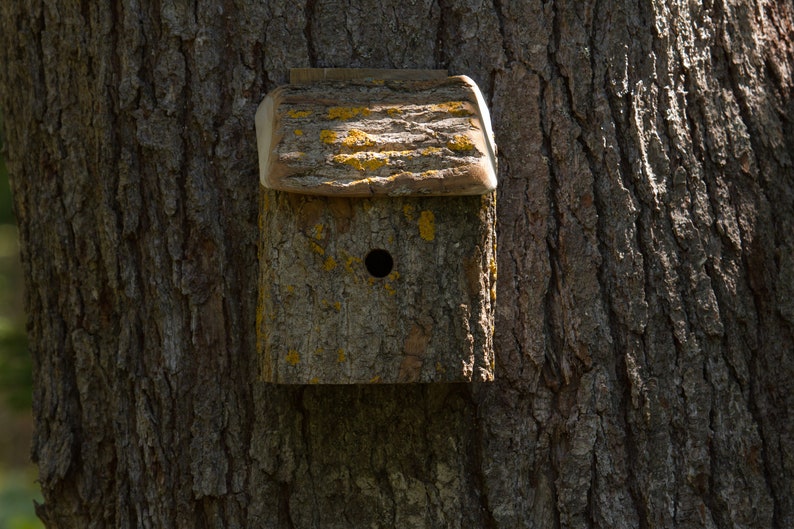 Real Bark Bird Box. Real Tree Bird Box Made From Reclaimed - Etsy
