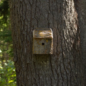 Real Bark Bird Box. Real Tree Bird Box Made From Reclaimed Wood. Eco ...