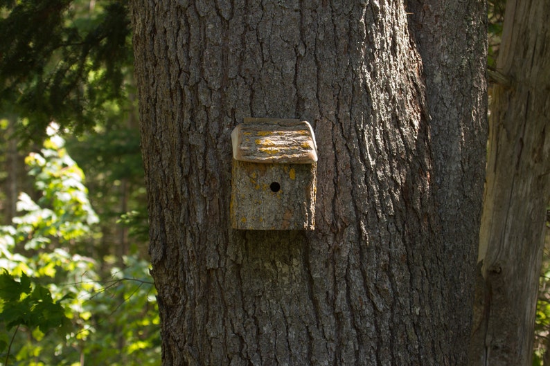 Real Bark Bird Box. Real Tree Bird Box Made From Reclaimed | Etsy