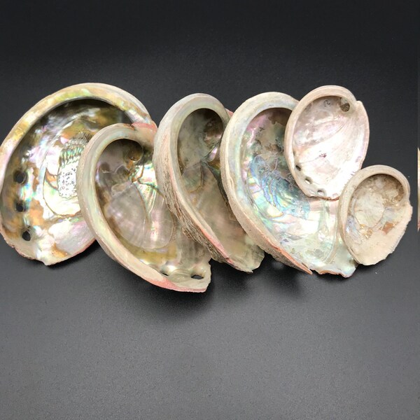 Abalone Sea Shell - Etsy