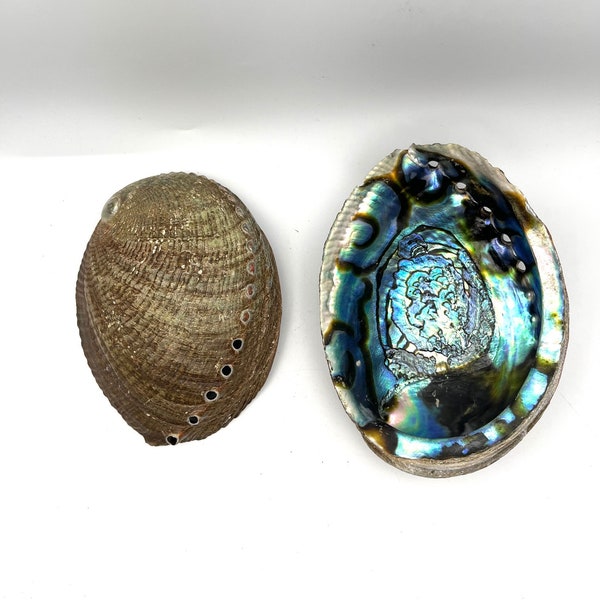 Abalone Shell - Etsy