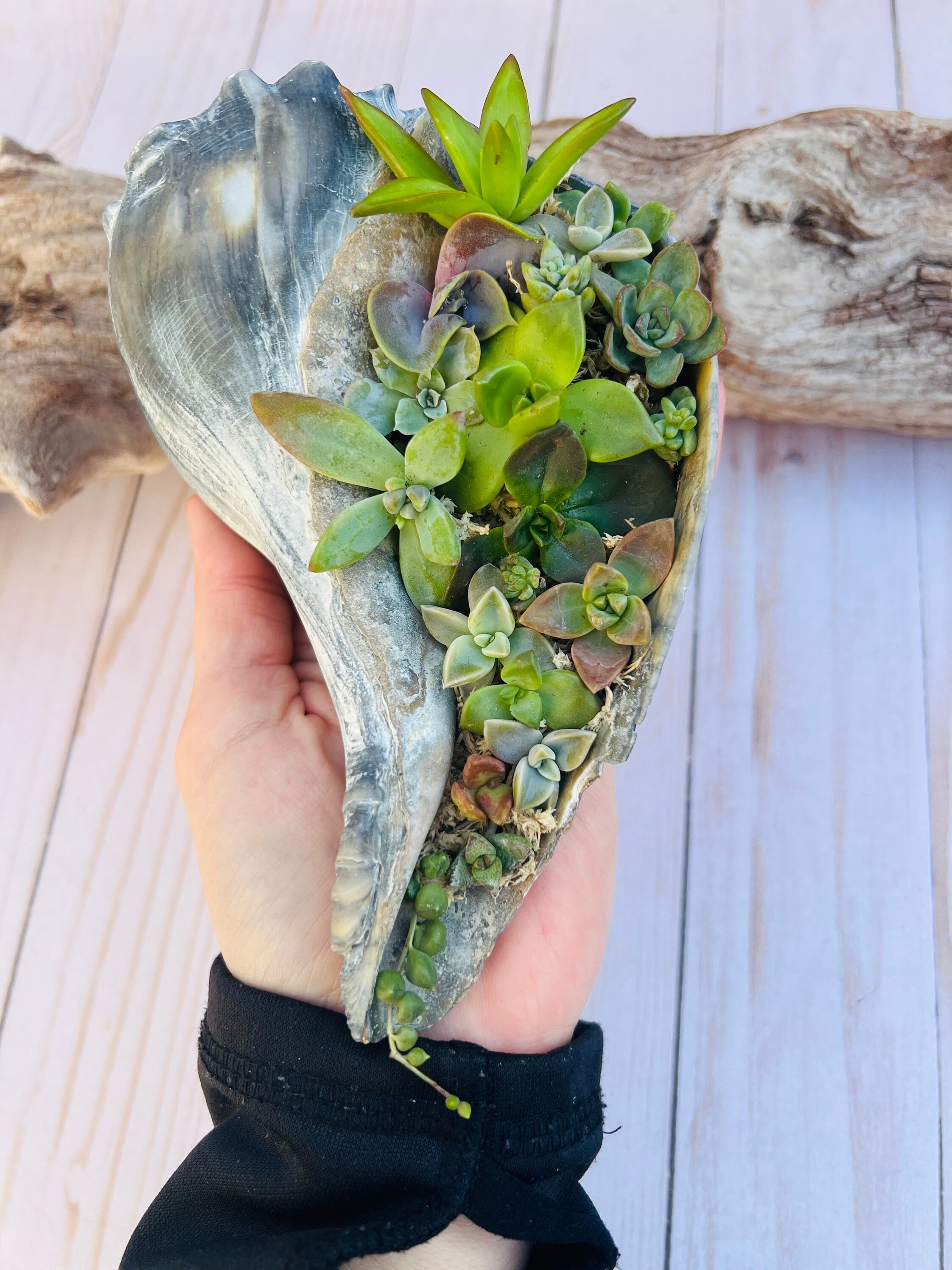 Living Succulent Arrangement in Atlantic Whelk Shell Planter, Unique ...