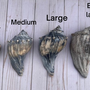 Living Succulent Arrangement in Atlantic Whelk Shell Planter, Unique ...