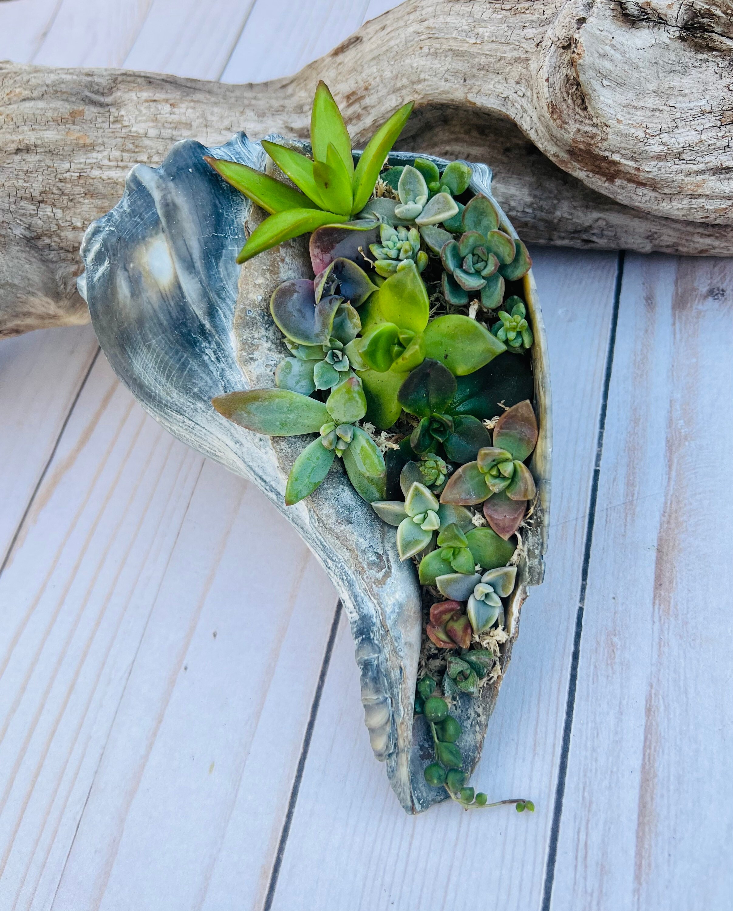 Living Succulent Arrangement in Atlantic Whelk Shell Planter, Unique ...