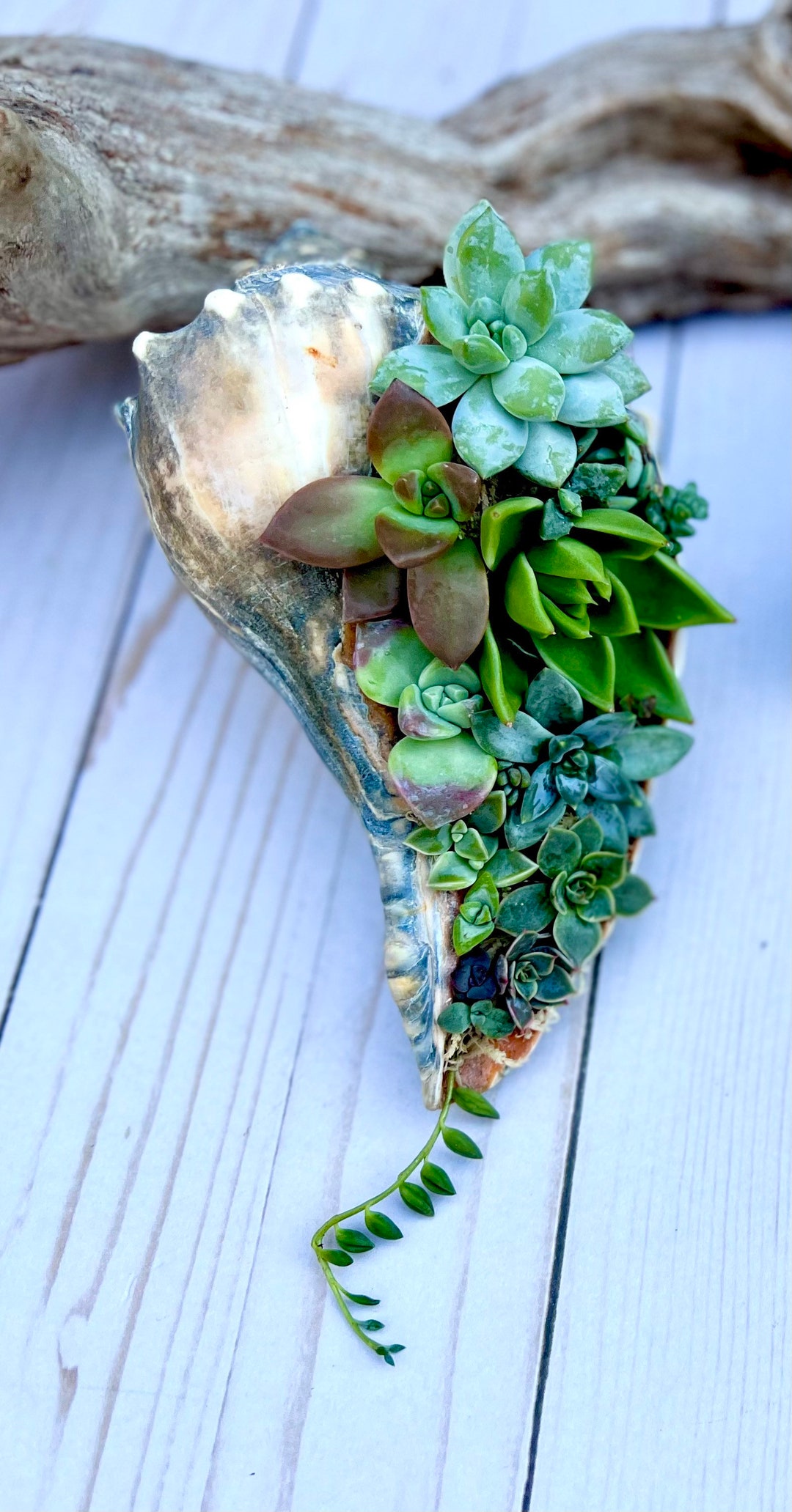 Living Succulent Arrangement in Atlantic Whelk Shell Planter, Unique ...