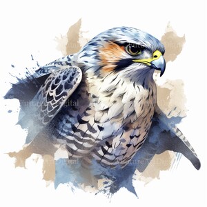 Watercolor Falcon Sublimation PNG, Falcon Digital Clipart, Falcon ...