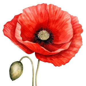 Set of 6 Watercolor Poppy Digital Clipart, Poppy Sublimation PNG ...
