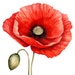 Set of 6 Watercolor Poppy Digital Clipart, Poppy Sublimation PNG ...