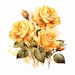 Watercolor Yellow Roses Sublimation PNG, Yellow Roses Digital Clipart ...