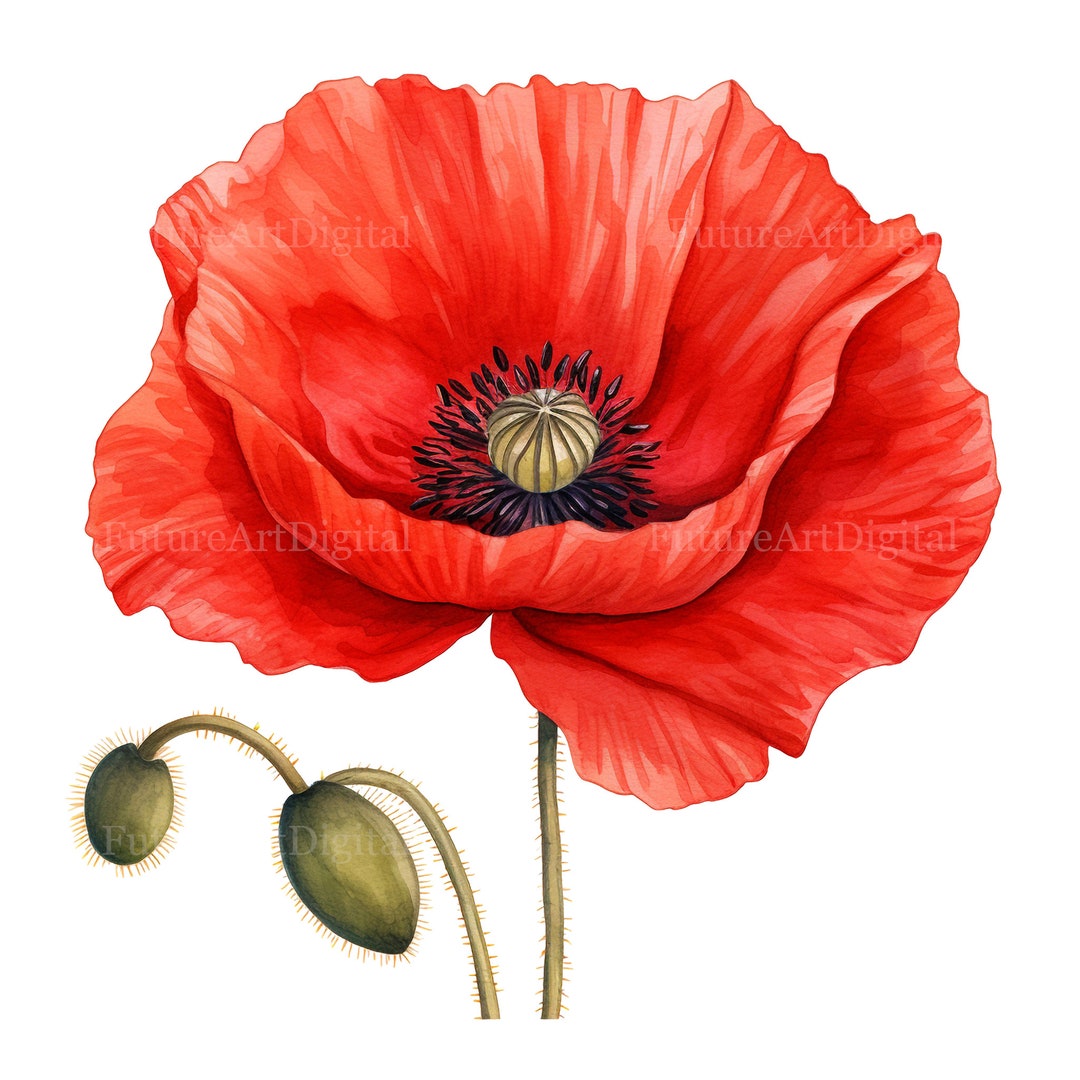 Set of 6 Watercolor Poppy Digital Clipart, Poppy Sublimation PNG ...