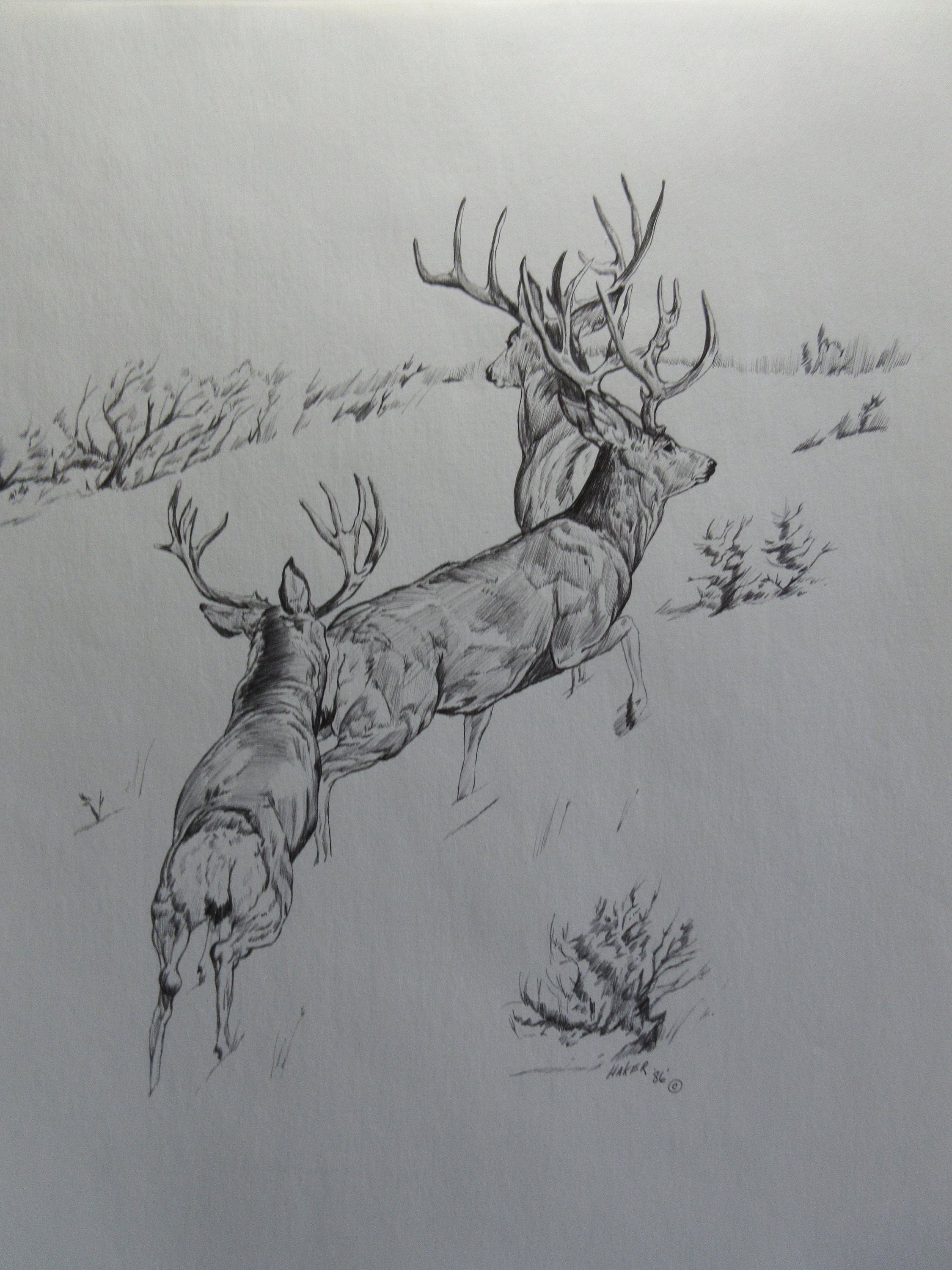 Drawings Of Deer Bucks