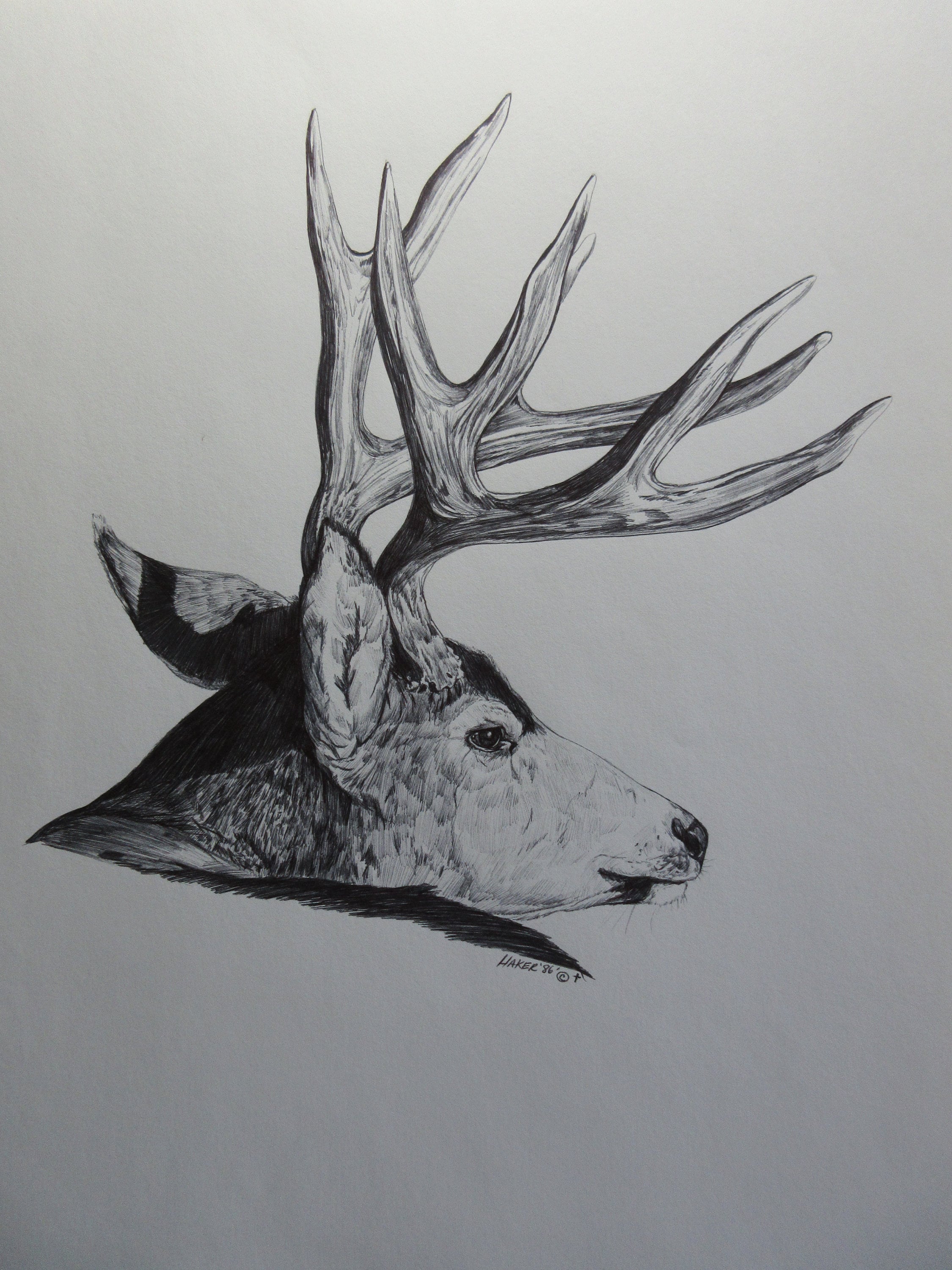 Mule Deer Antlers Drawing