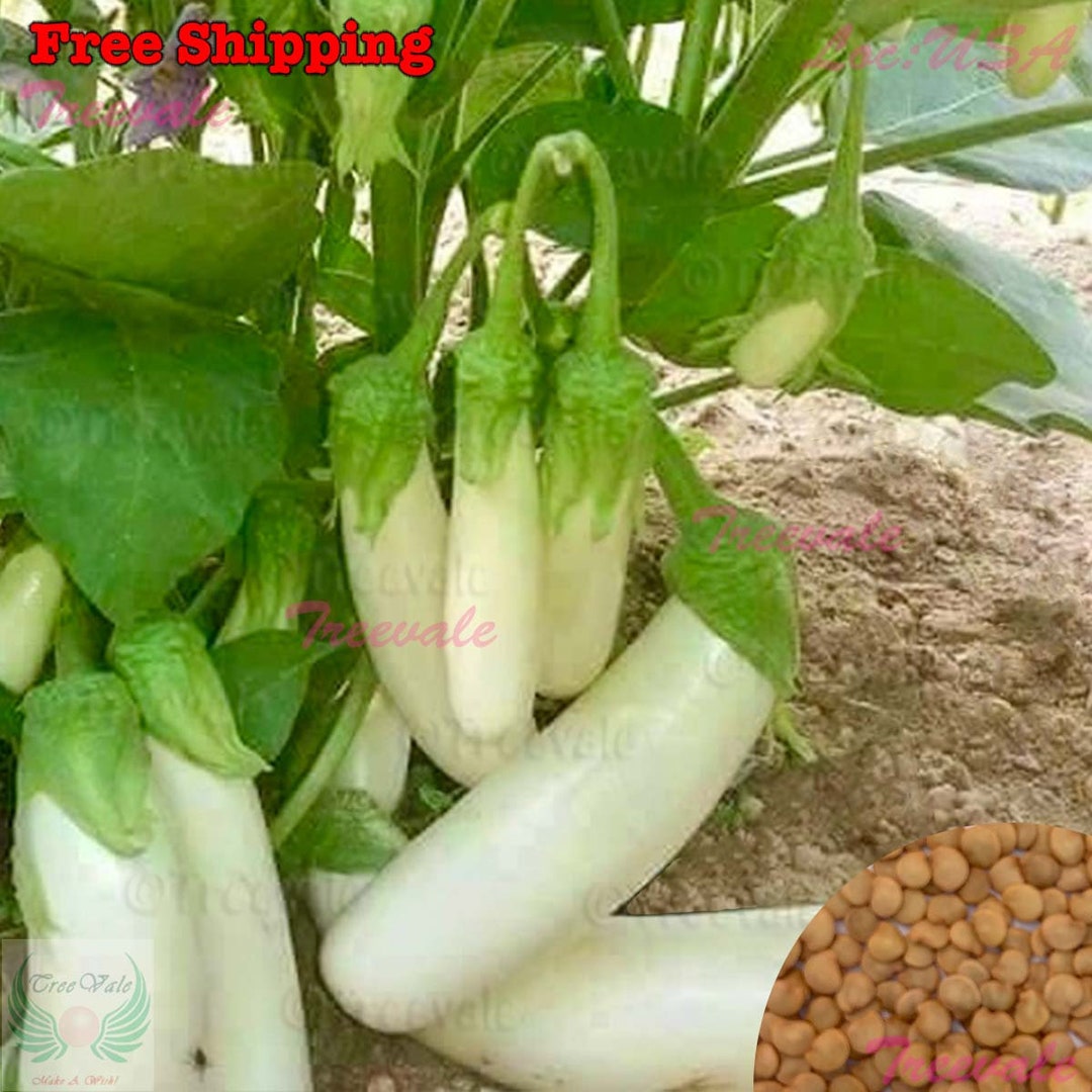 Thai Long White Eggplant, White Long Eggplant SEEDS | Vegetable Seeds ...