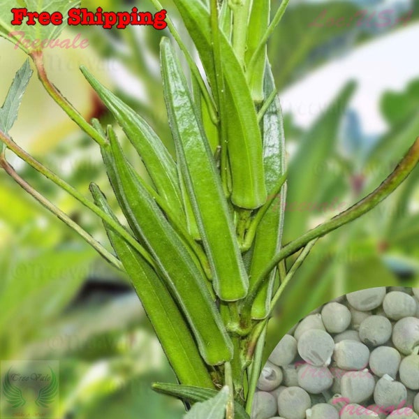 Finger Okra - Etsy