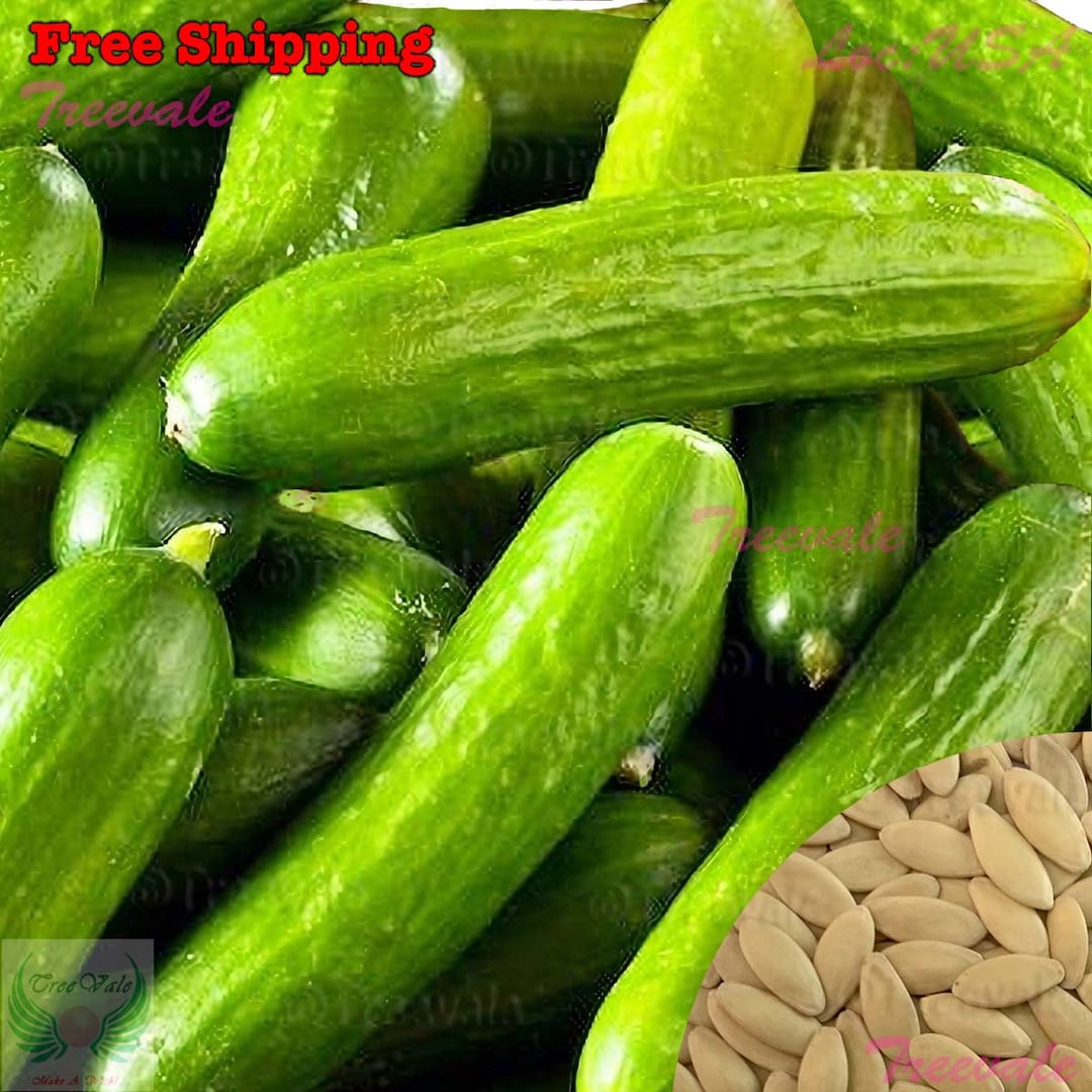 Burpless, Cucumber Seeds | Persian/lebanese Cucumber Seeds | NON-GMO ...