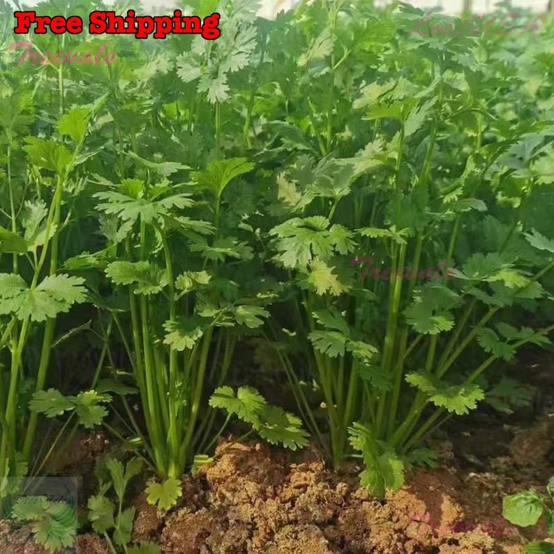 Chinese Celery, Green Leaf Celery, Nan Ling Celery, Kintsai SEEDS Non ...