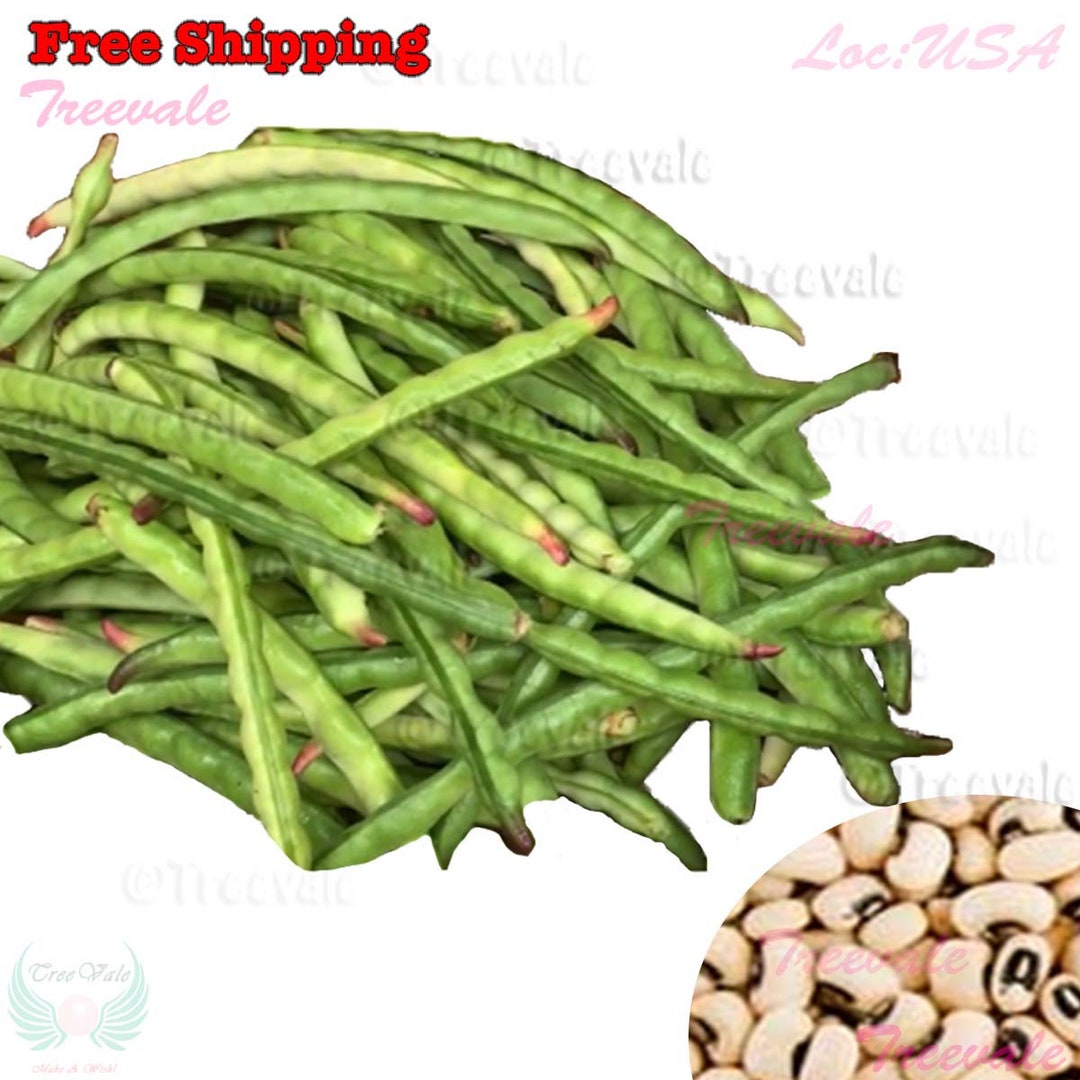 Black-eyed Pea SEEDS | Black Eye Pea, Cowpea, Crowder, Southern Pea ...