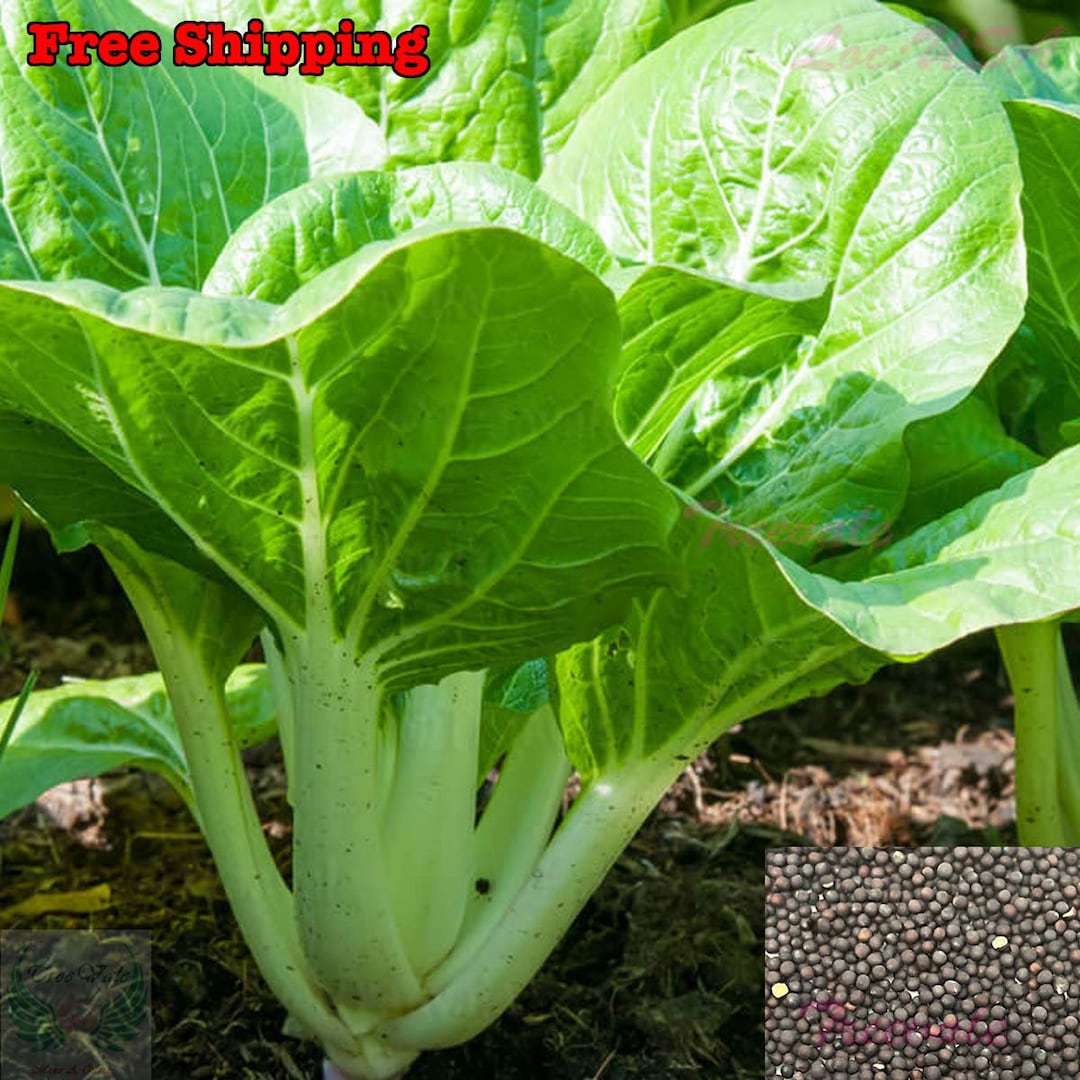 Canton Pak Choi - Long White Stem, Taisai, Pak Choy, Bok Choy, Chinese ...