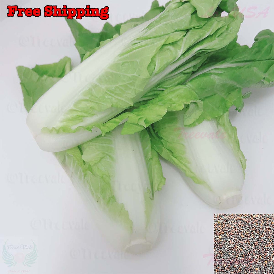 Sweet Pak Choy, Chinese Sweet Cabbage SEEDS | Beka Santoh SEEDS | Non ...
