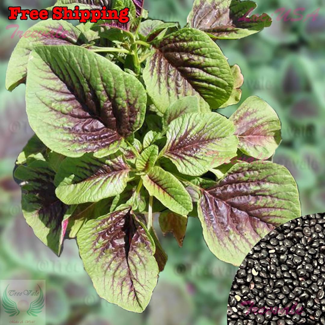 Red Beauty Amaranth SEEDS | Yin Choi, Chinese Tricolor Spinach SEEDS ...