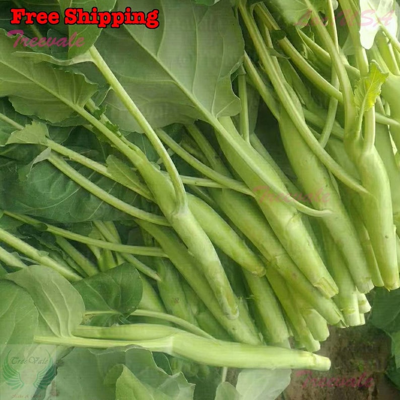 Chinese Broccoli, White-flowering Broccoli, Kai-lan, Chinese Kale SEEDS ...