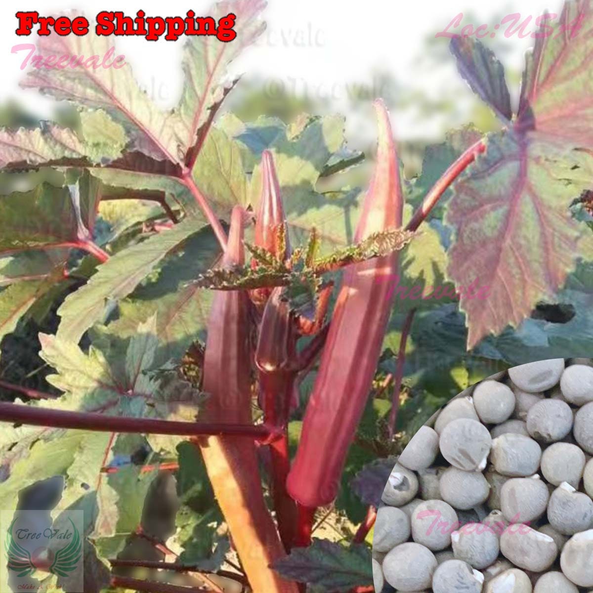Red Burgundy Okra SEEDS Red Velvet Okra, Royal Burgundy Okra SEEDS Non ...