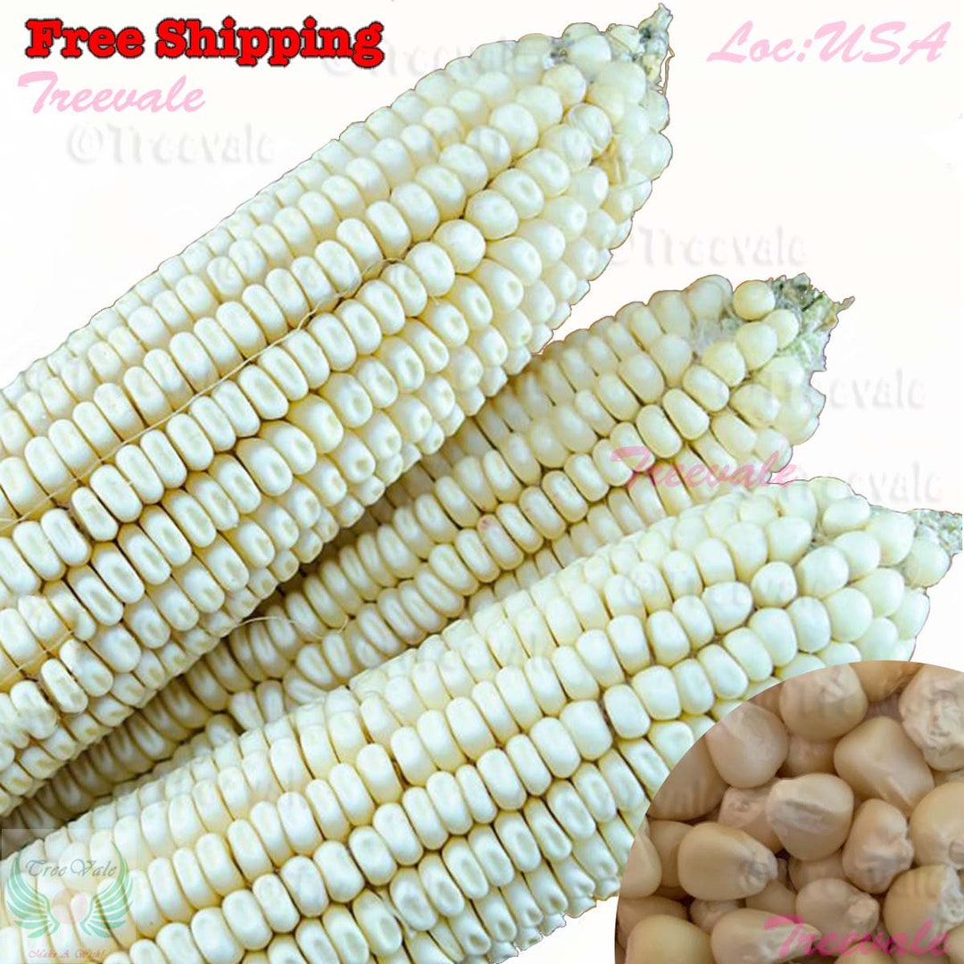 White Organic Sticky Waxy Sweet Corn Seeds | Vegetable Seeds ...